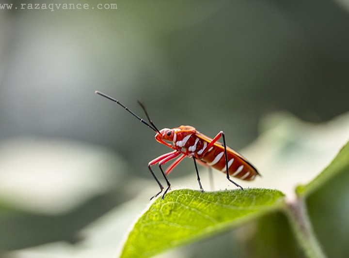 Razaq Vance » Best website for documentary, people, travel, landscape ...